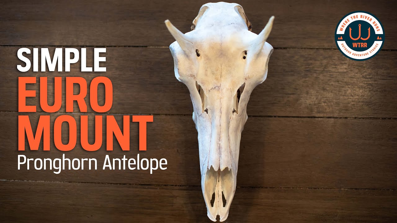 Pronghorn Antelope Skull