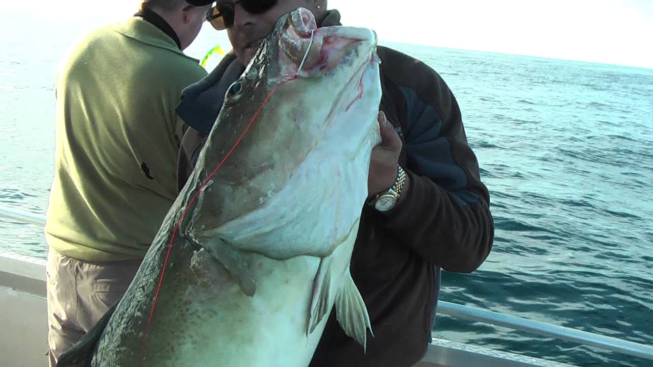 fishing Loppa Norway July 2011 MONSTER COD!!!! - YouTube