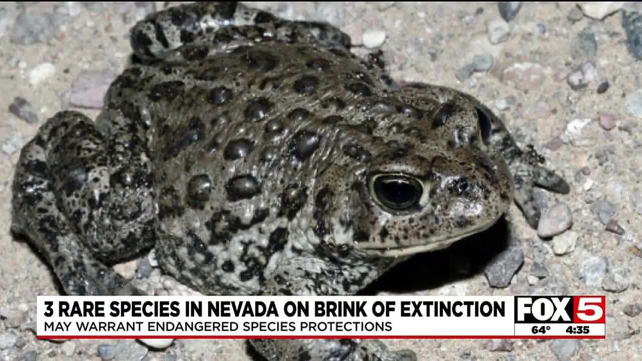 3 rare species in Nevada on brink of extinction - YouTube