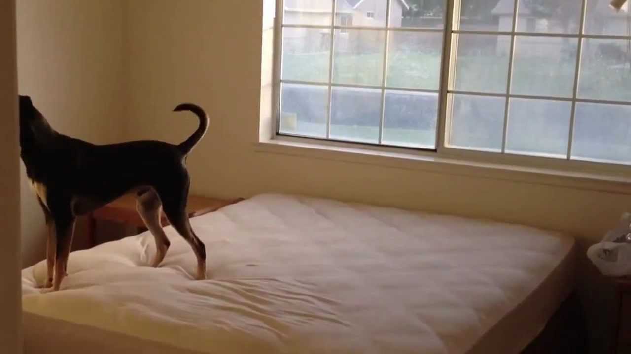 Dog trying to catch a fly. - YouTube