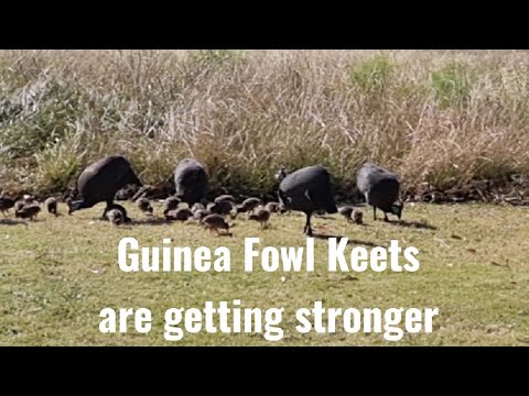 Guinea Fowl: The baby keets are growing strong - YouTube
