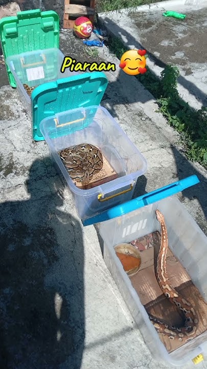#ular #ularjinak #sanca #python #reticulatedpython #burmese # ...