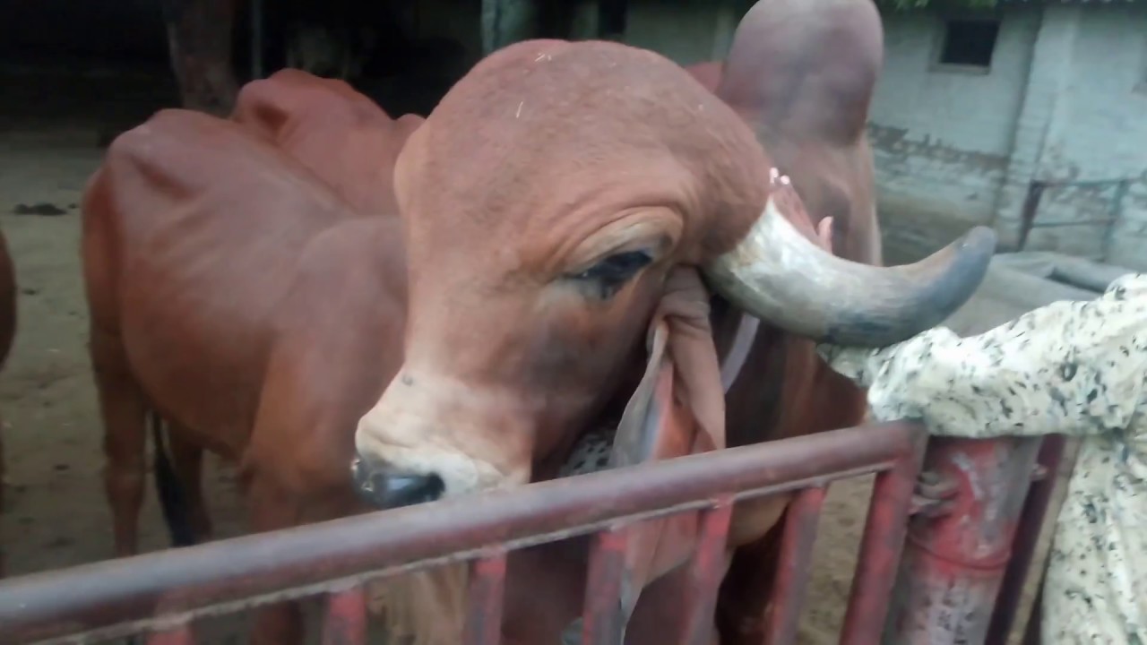 WORLD BEST GIR BULL FOR SAMVARDHAN AT GAUSHALA - YouTube