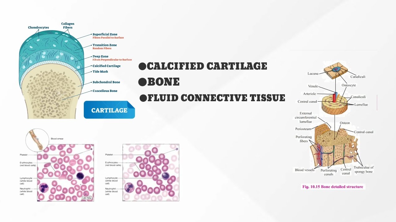 Class11 | Biology | Calcified cartilage | Bone | Fluid connective ...