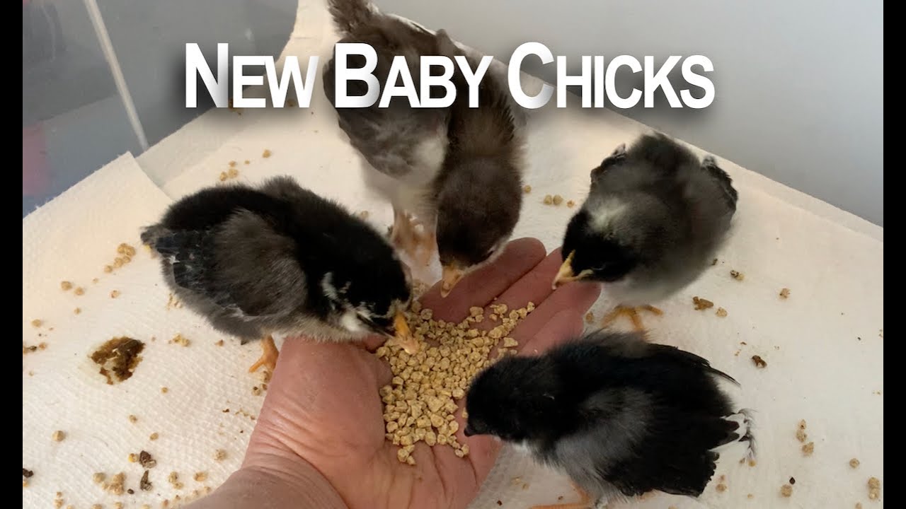 New baby chicks - YouTube