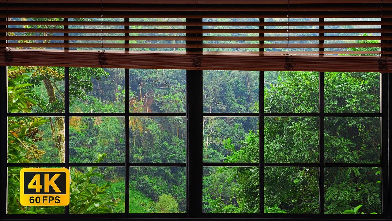 4K Jungle window view with birds singing - Relaxing, Calming, Ambience ...