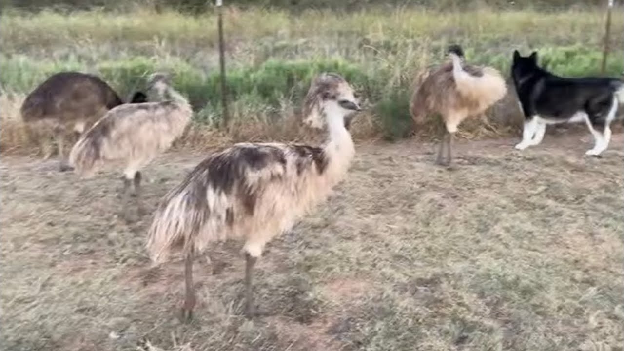 Emu Farm Friday Night Morning Glory Ranch Texas is live! - YouTube