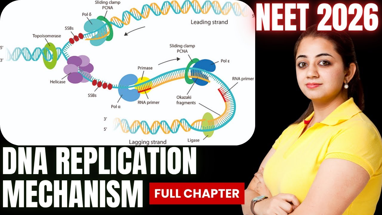 DNA Replication Mechanism | Class 12 Biology | NEET 2026 | NCERT Line ...