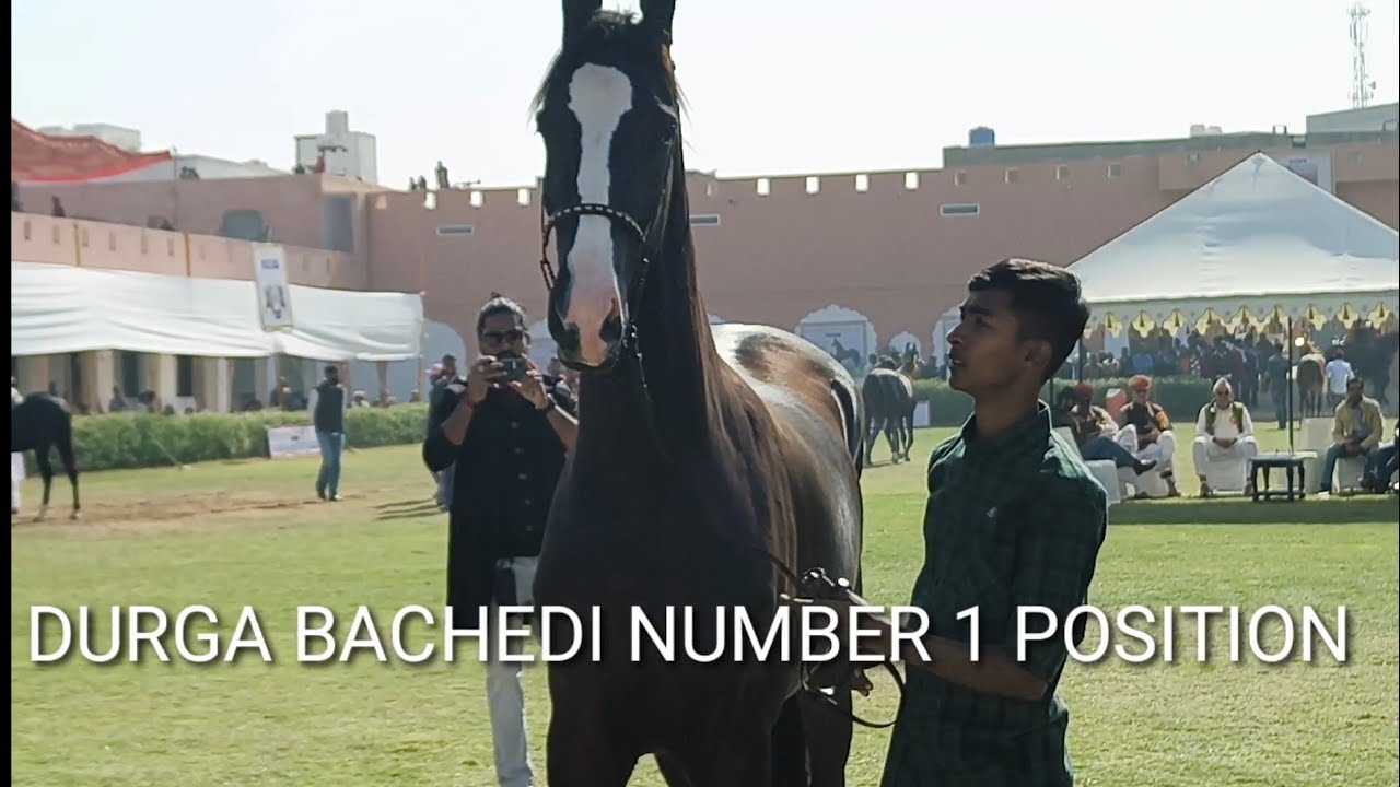 🐎 DURGA IS BEST BACHEDI DICLEAR IN RASTRIYE MARVADI HORSE SHOW 2023 AT ...