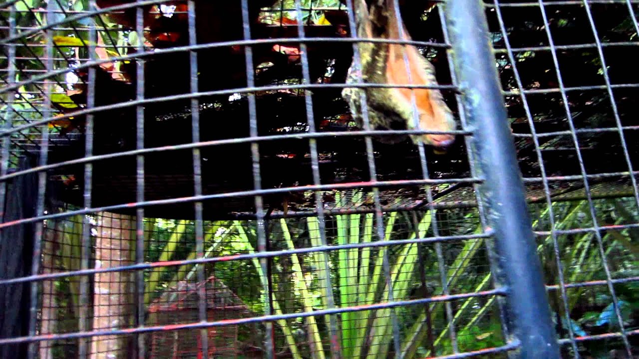 Monkey vs. Flying Lemur - YouTube