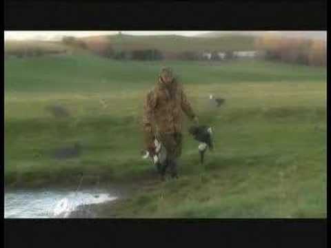 New Zealand Paradise Duck - YouTube