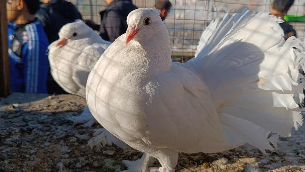 one day with cute birds in Erbil,Kurdistan,Iraq #viralvideo #animals ...