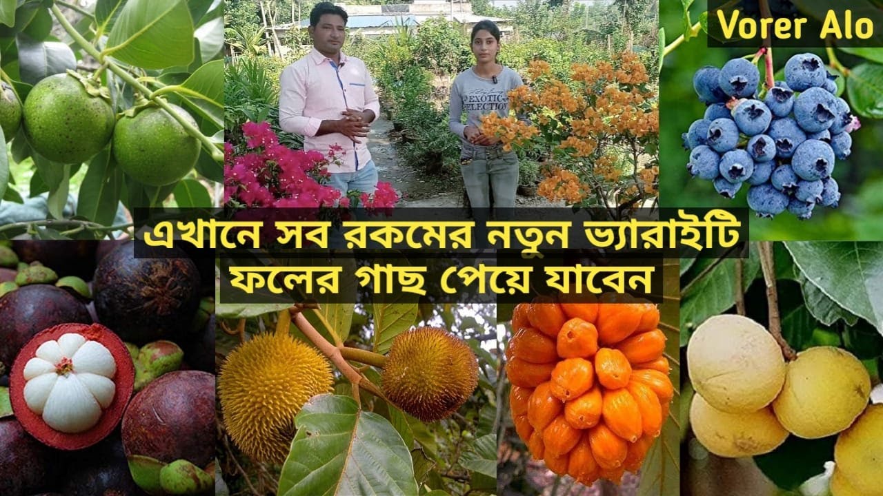 এখানে সব রকমের নতুন ভ্যারাইটি ফলের গাছ পেয়ে যাবেন || Online Fruit ...