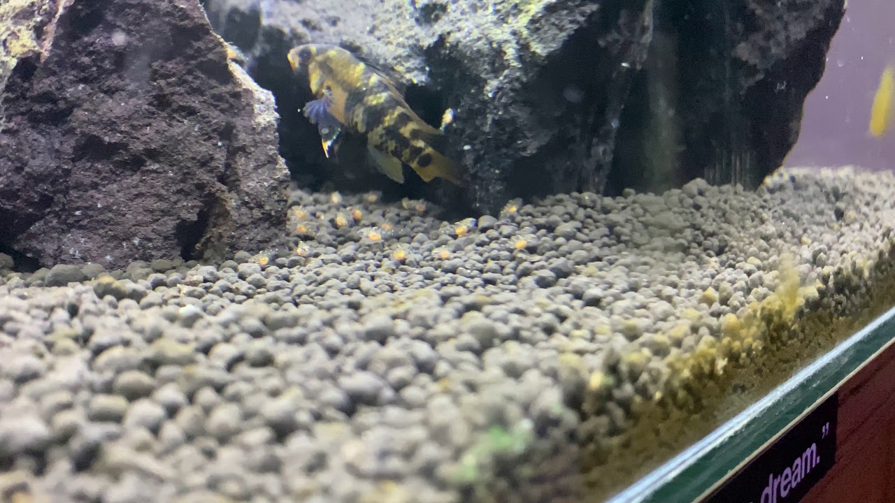 One week old Apistogramma Baenschi babies. - YouTube