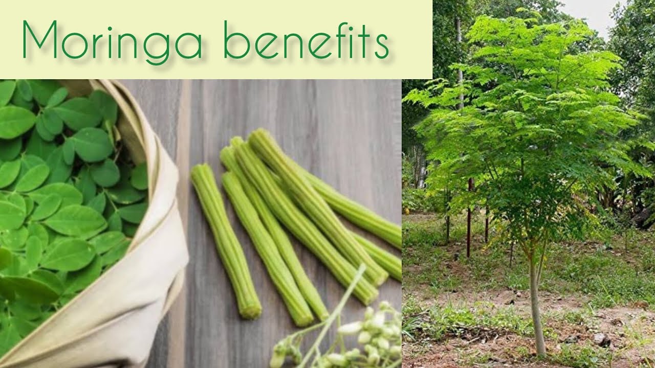 Moringa benifits, Sehjan ke fayde #benefits #moringa #sehjan - YouTube