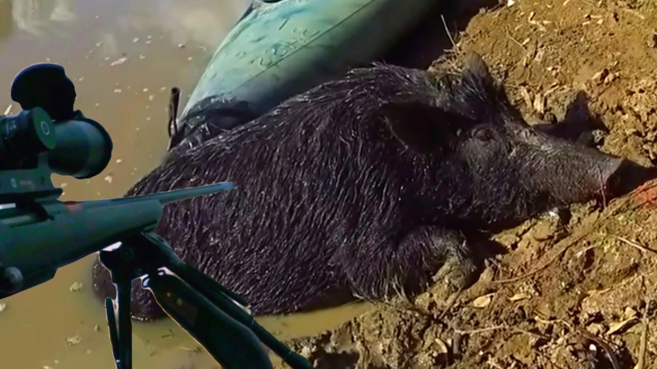 EXCITING WILD HOG HUNTS, AMAZING BOAR SHOTS | Hunting - YouTube