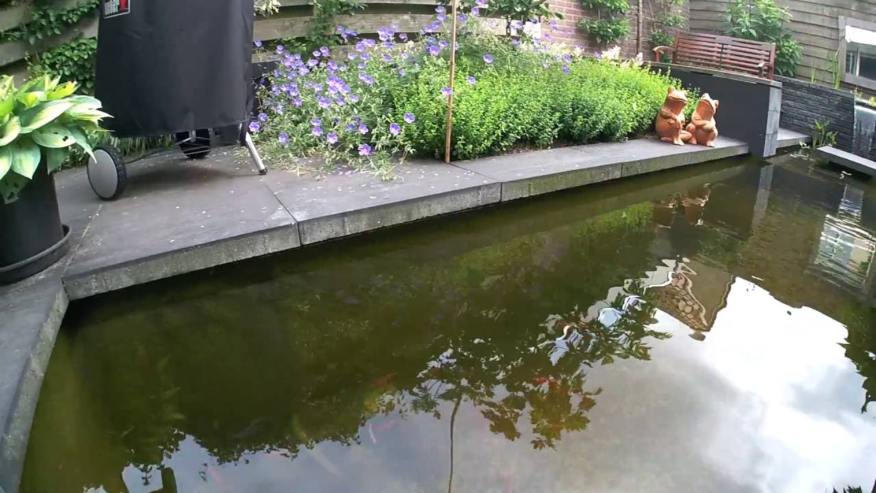 My pond with rainbow shiners - YouTube