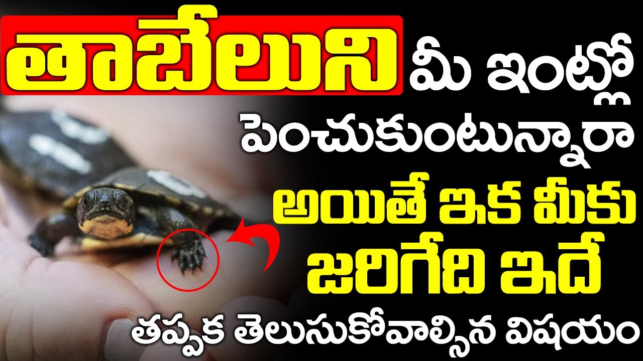 తాబేలు మీ ఇంట్లోపెంచుకుంటున్నార అయితేమీకుజరిగేదిఇదే Tortoise In Home ...