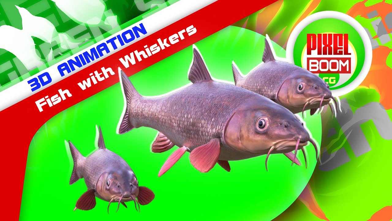 Green Screen Fish with Whiskers 3D Animation - PixelBoomCG - YouTube