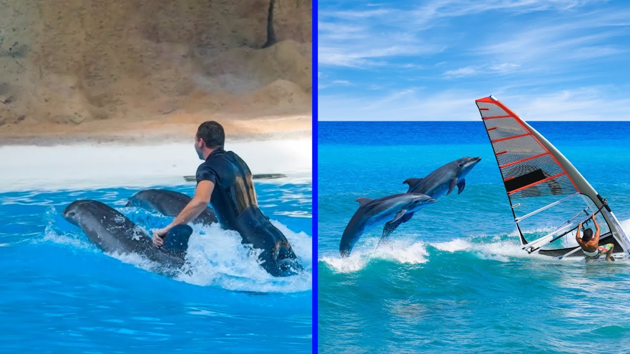 Why Dolphins are the Some of the MOST INTELLIGENT Animals on Earth ...