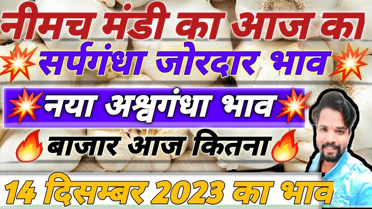 नीमच मंडी सर्पगंधा, नयी अश्वगंधा का भाव, Neemuch mandi today ...