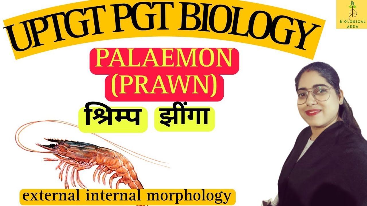 Palaemon (Prawn) 🦐|| External and internal morphology || class ...