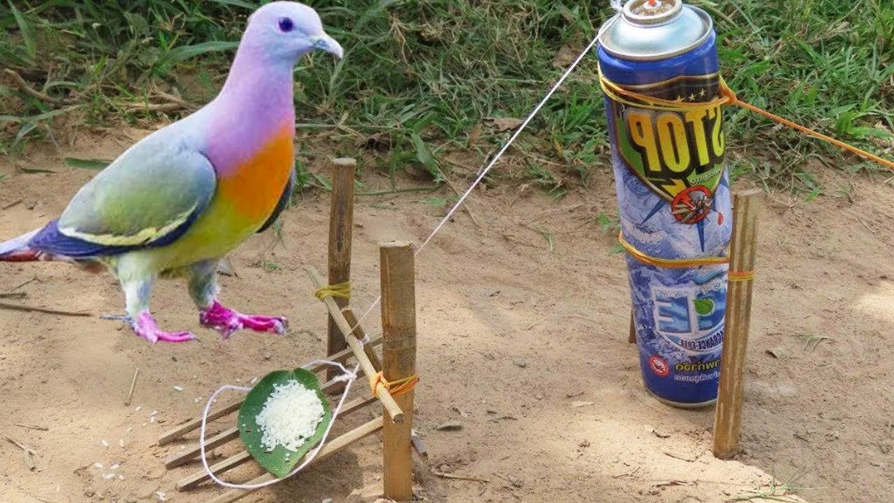 Amazing Trap For Catch Bird Using Mosquito Repellent How To Make It ...
