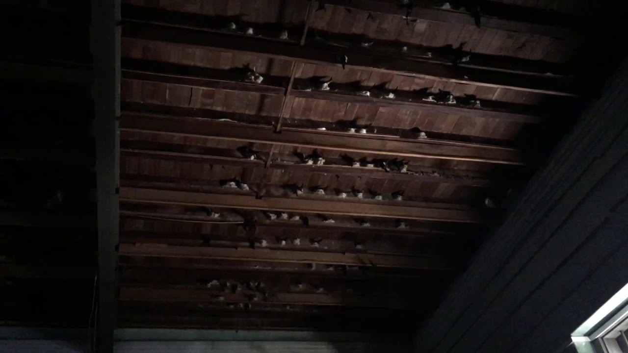 Myeik Bird Nest House - YouTube