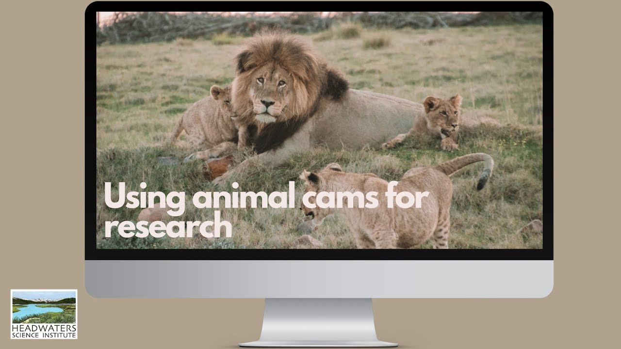 Animal cam research episode 1: observing animals - YouTube
