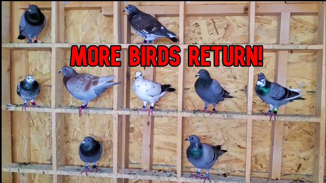 Update On Missing Pigeons - YouTube