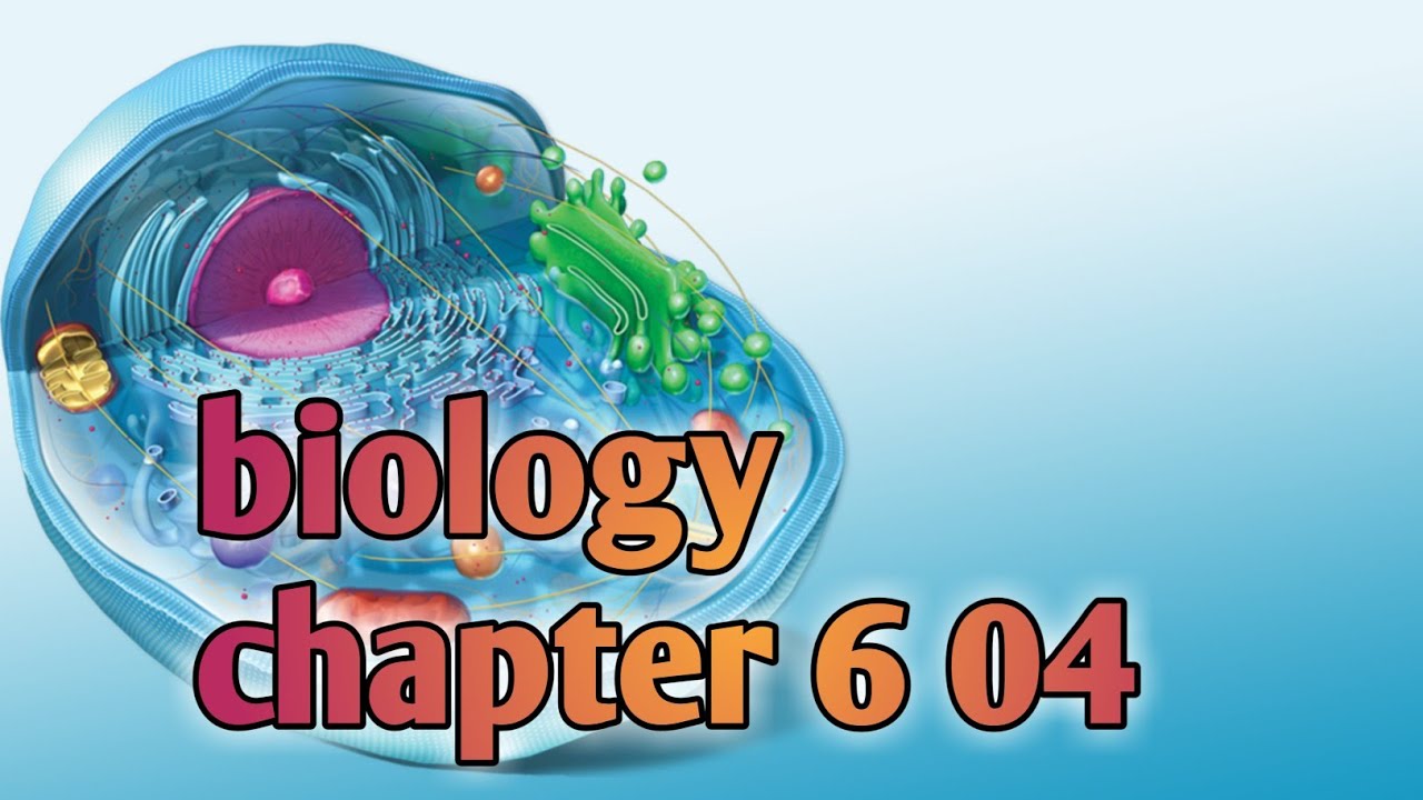 biology chapter 6 04 - YouTube