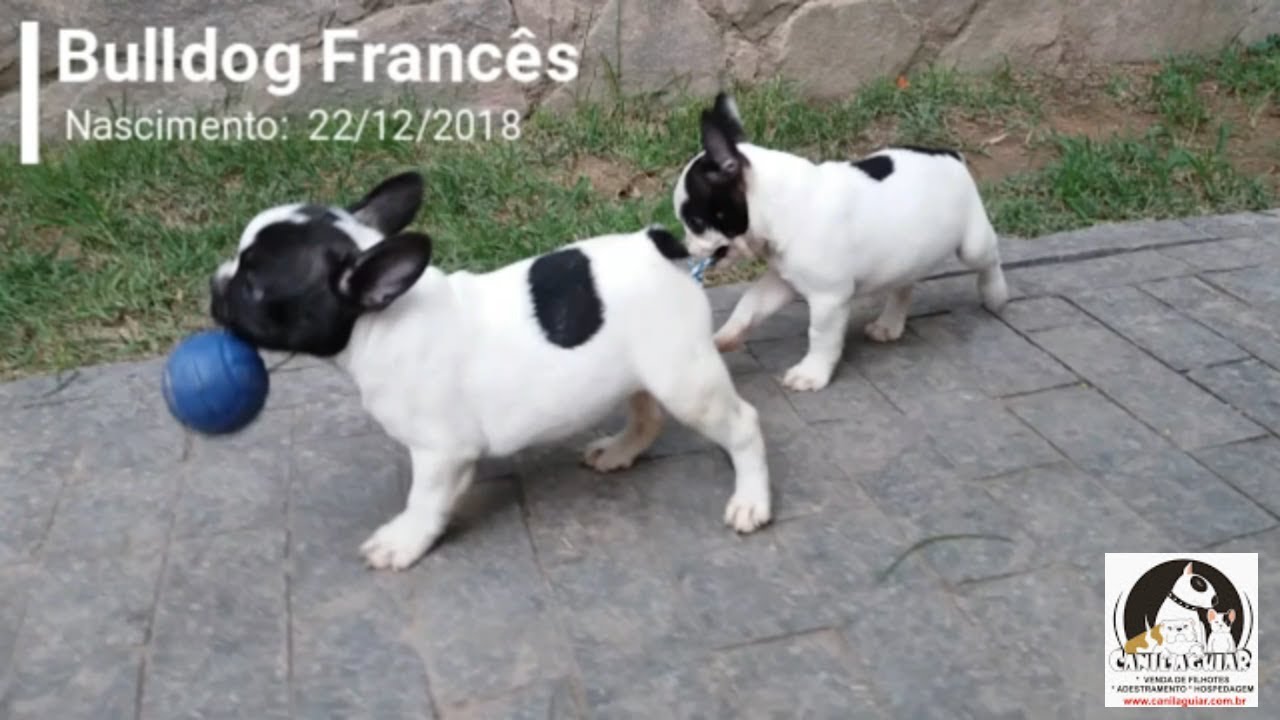 Bulldog Francês lindos filhotes disponíveis nascidos dia 22/12/2018 ...