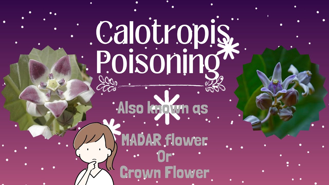 What is Calotropis Poisoning? | Calotropis Gigantea, Calotropis Procera ...