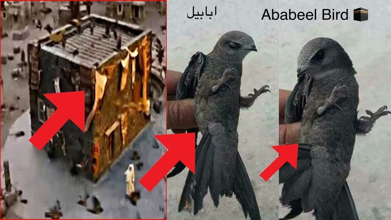 Birds Protected The Kaaba From King Abraha || Allah Ki Shan - YouTube