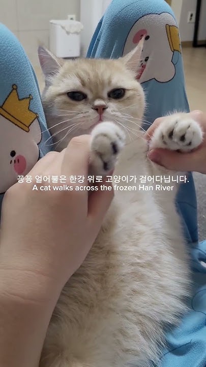 꽁꽁 얼어붙은 한강 위로 고양이가 걸어다닙니다a Cat Walks Across The Frozen Han River Cat Cutecat 고양이 Youtube