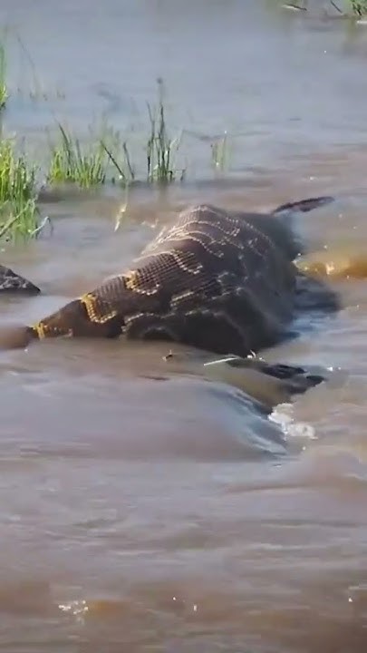 python ate whole crocodile #python #crocodile #ytshorts # ...