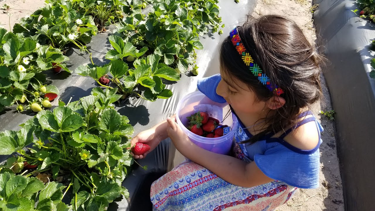 Cortando Fresas - YouTube