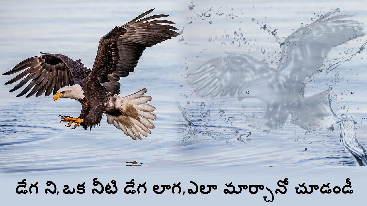 Water Eagle - Editing - YouTube