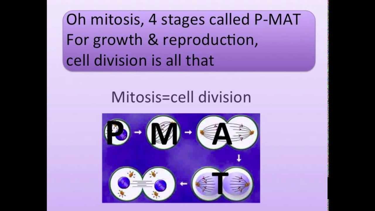 Mitosis Song - YouTube