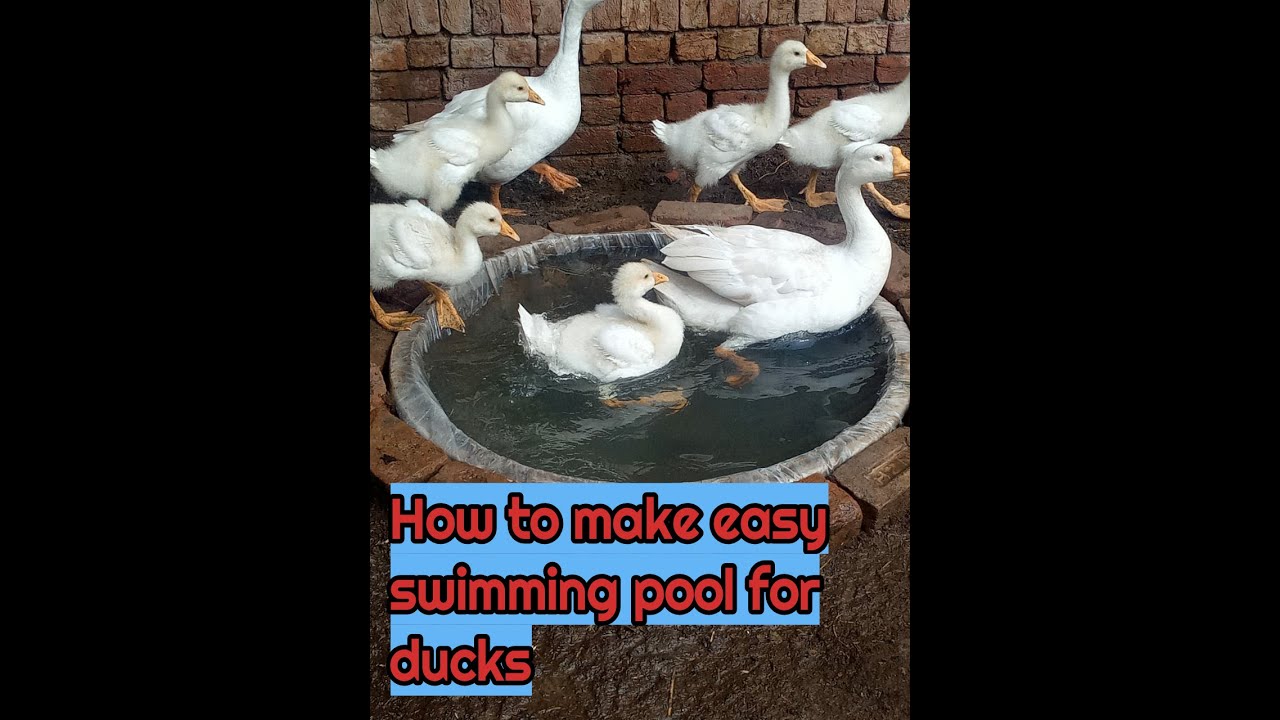 How to make easy swimming pool for ducks - YouTube