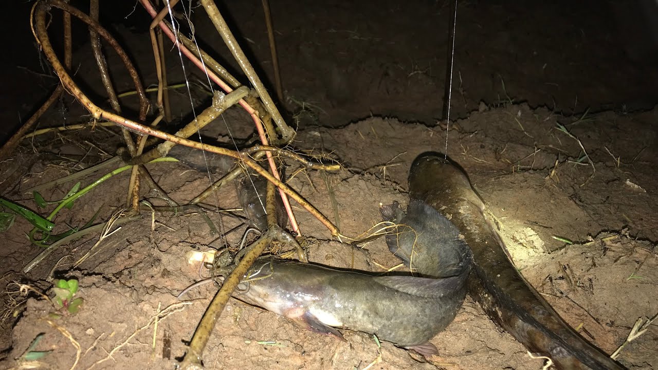 Amazing fishing video/Catch fish the traditional way - YouTube