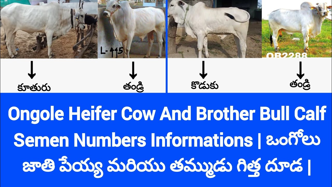 Ongole Heifer Cow And Brother Bull Calf Semen Numbers Information ...