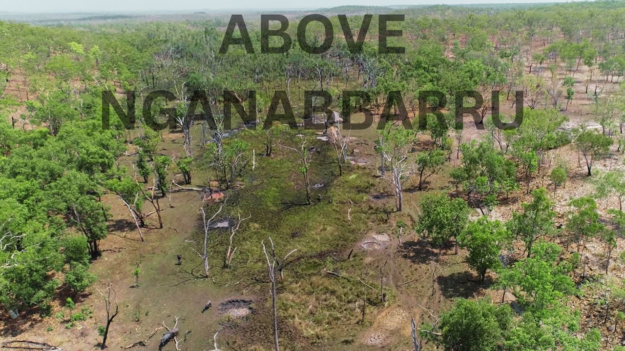 Above: Wild NT Water Buffalo Hit the Spring - YouTube