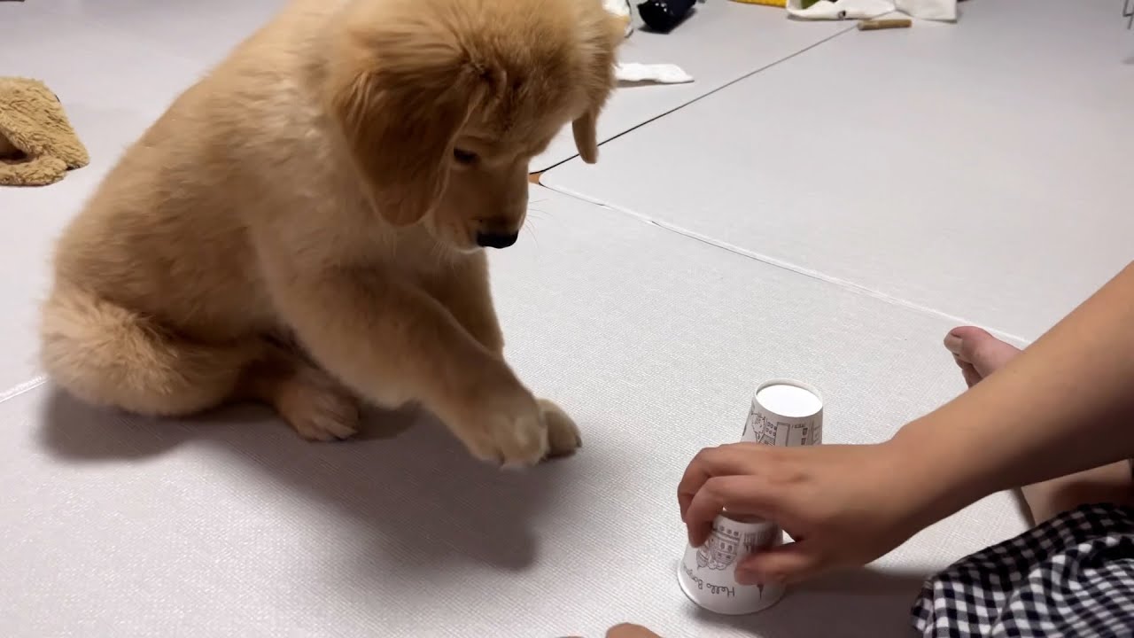 야바위하는 아기 골든리트리버/shell game dog(golden retriever) - YouTube