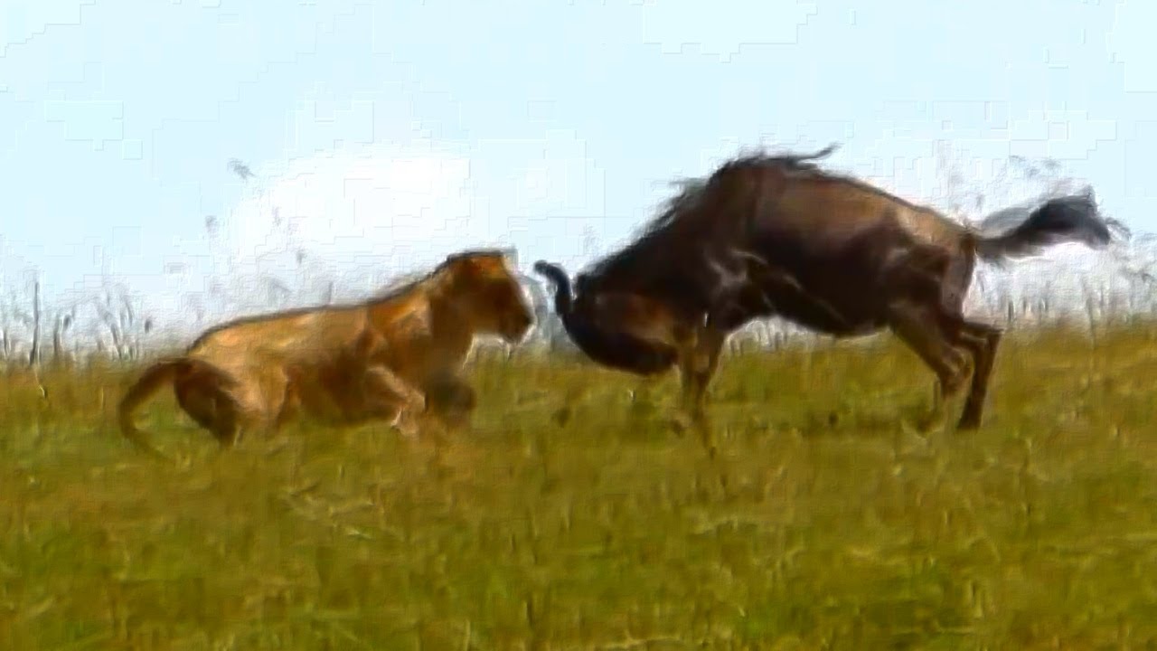 Lion Vs Wild Beast in South Africa !!who won? - YouTube