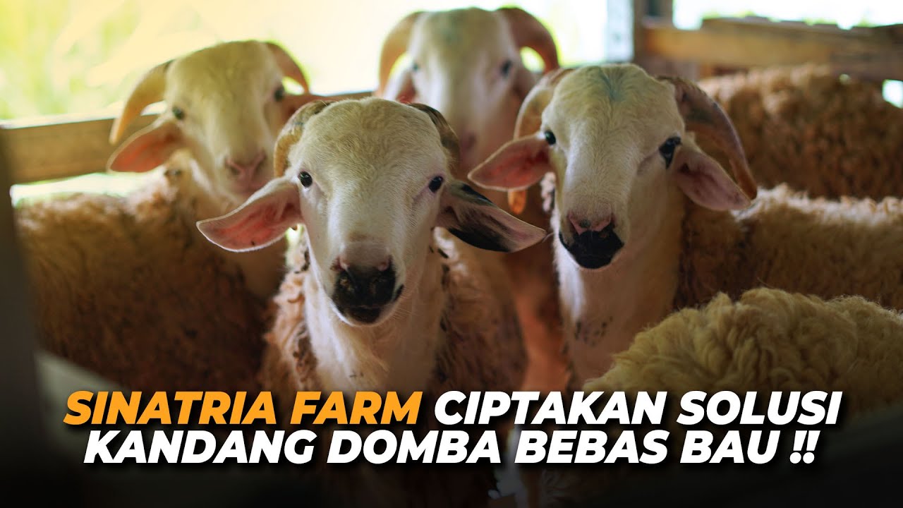 Sinatria Farm‼️Gambaran Hidup Tenang di Desa Dengan Usaha Ternak Domba ...