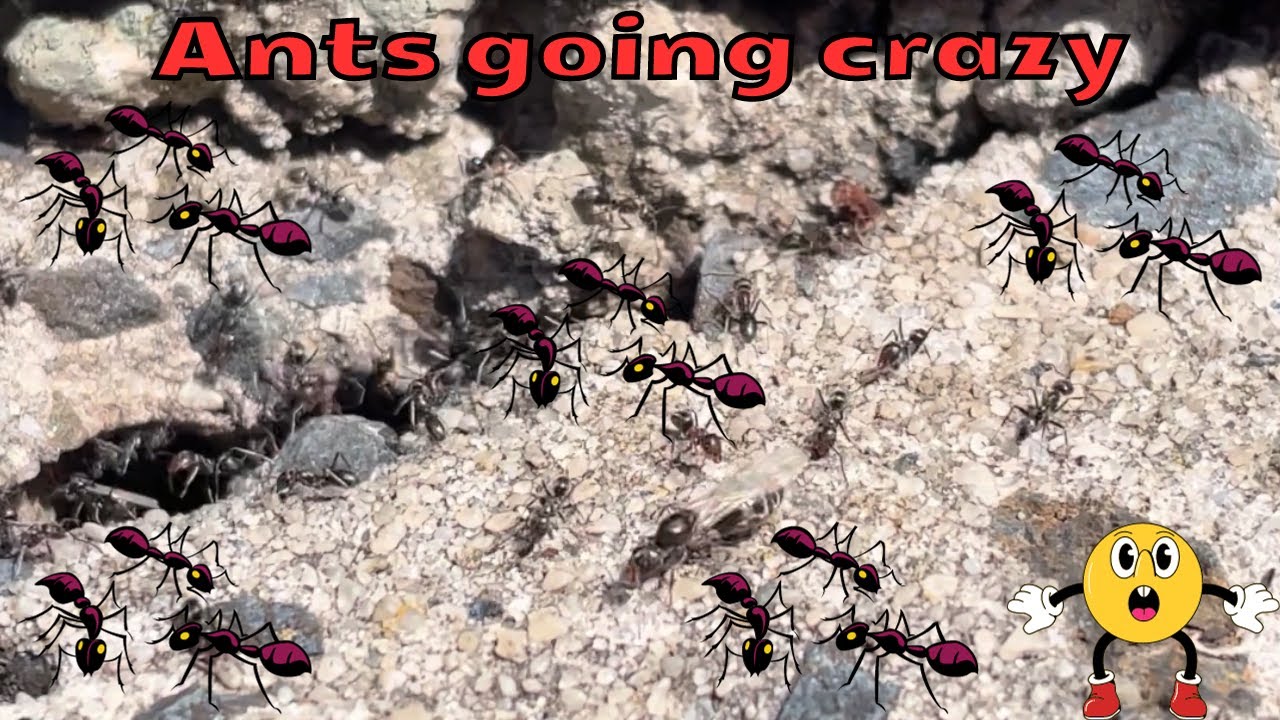 So many ants going crazy - Some very entertaining invertebrate chaos ...
