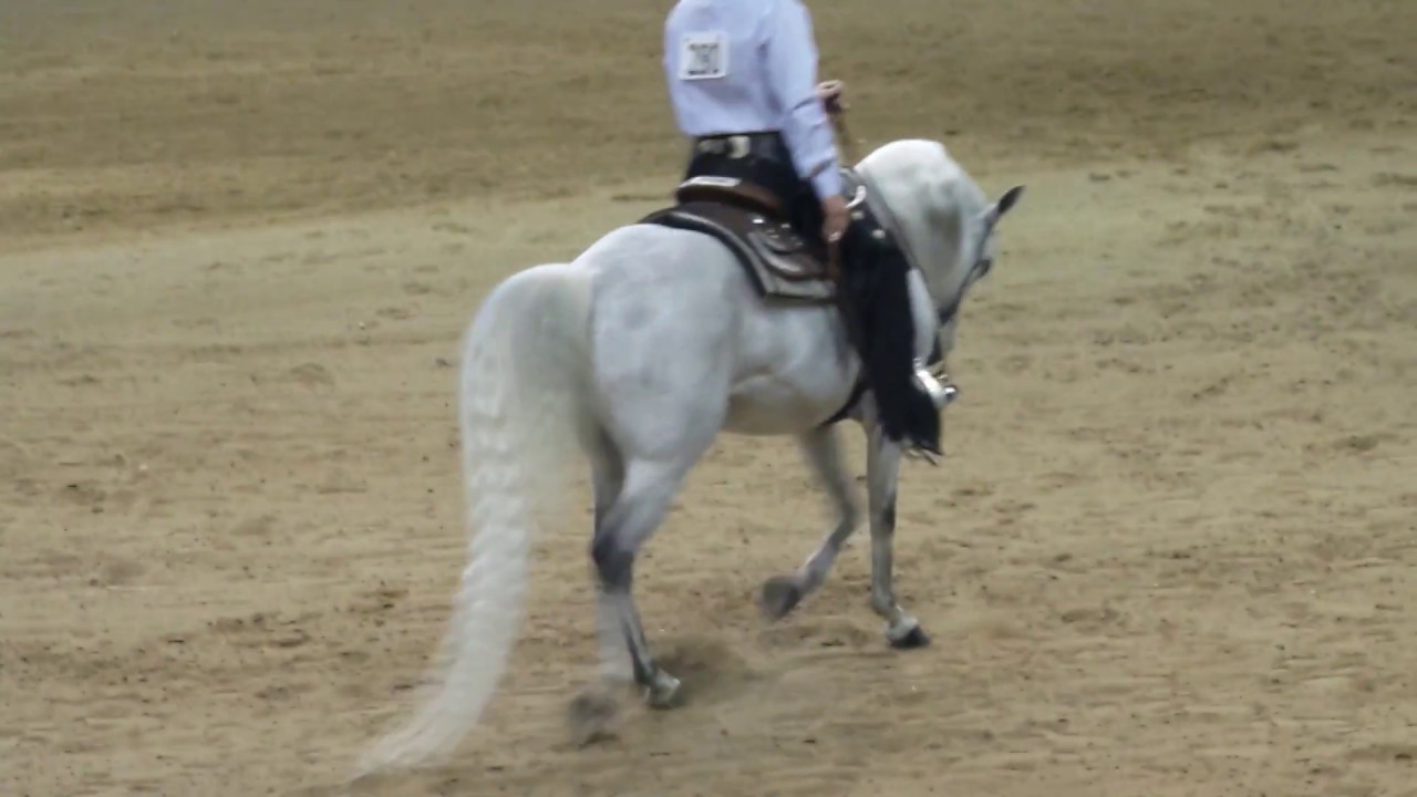 Arabian Western Pleasure! WS Last Call with Rob Bick -- 2 blues ribbons ...