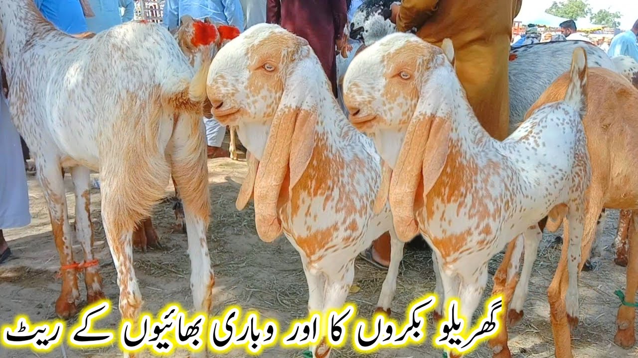 hasilpur bakra Mandi update گھریلو بکروں کا اور وباری بھائیوں کے فریش ...