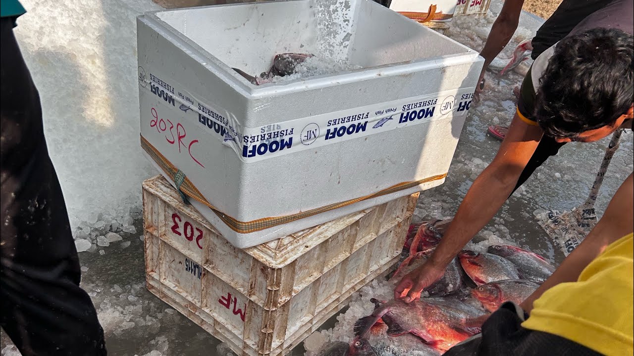 Andhra Pradesh Pangas fish rate 61 // Andhra fish packer’s // Andhra ...